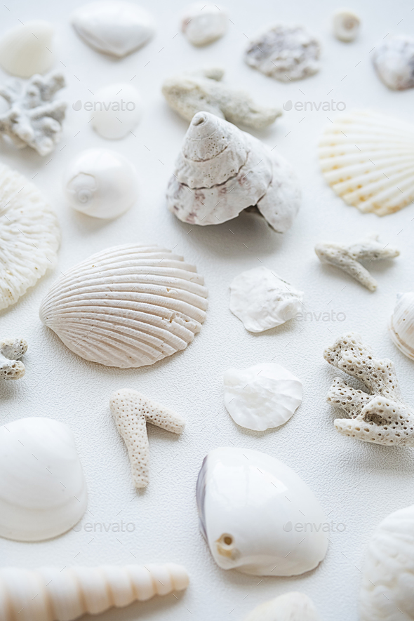 Monochrome seashells aesthetic background. Sea shells summery poster ...