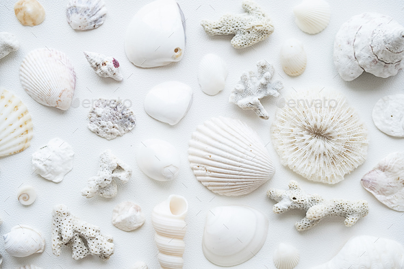 Monochrome seashells aesthetic background. Sea shells summery poster ...