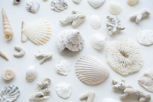 Monochrome seashells aesthetic background. Sea shells summery poster ...