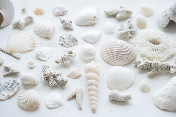 Monochrome seashells aesthetic background. Sea shells summery poster ...