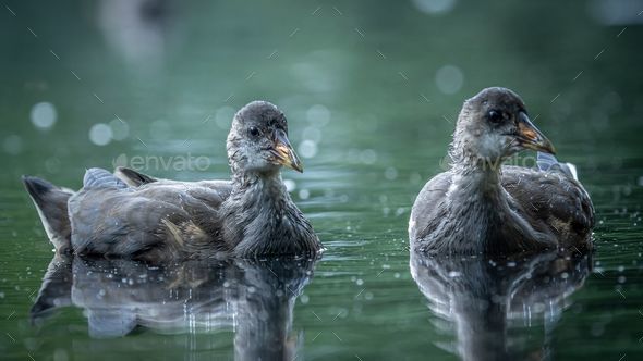 Common moorhens: waterhen or swamp chickens in a water environment ...