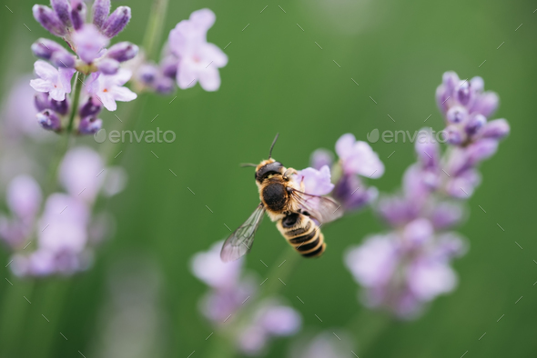Pollination with bee and lavender with sunshine, sunny lavender. Stock ...