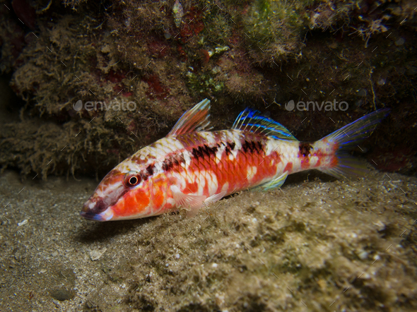 Red Sea goat fish from Cyprus Stock Photo by SakisLazarides | PhotoDune