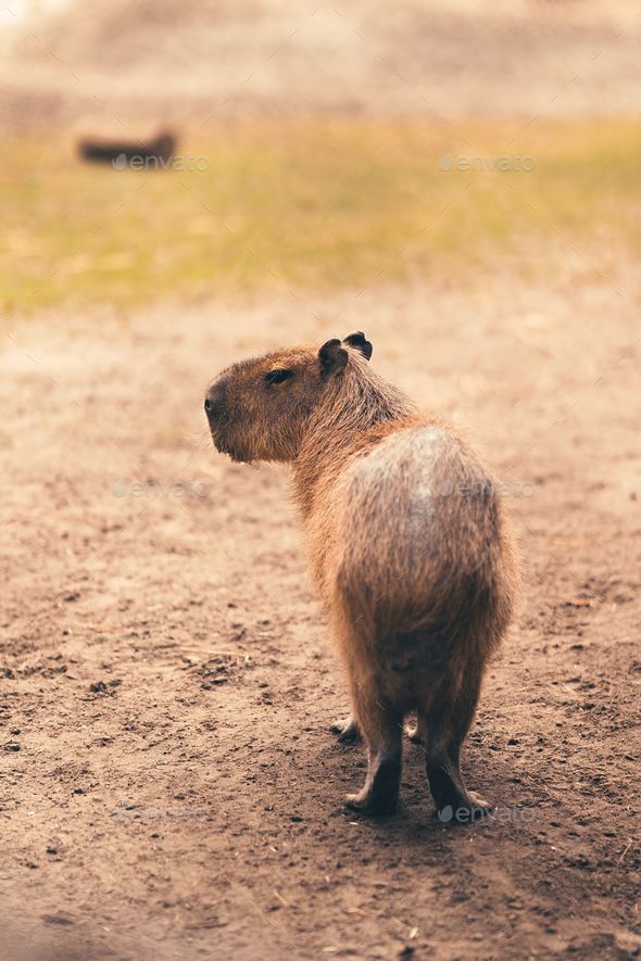 Vertical closeup of a capybara walking around in a zoo Stock Photo by ...