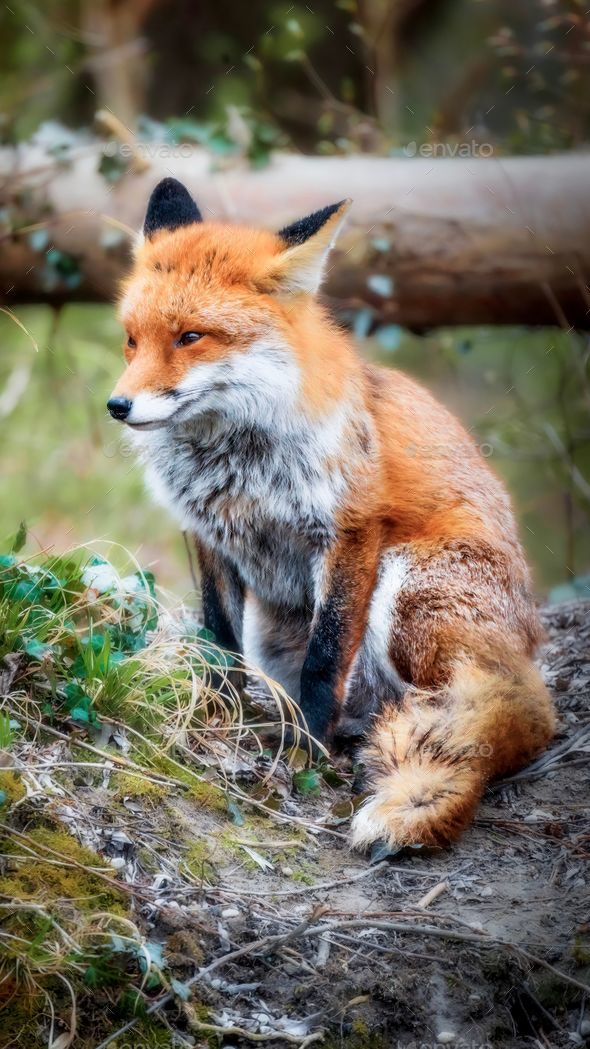 Vertical closeup of a furry fox sitting outdoors in the countryside ...