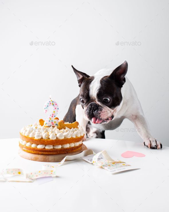 Bulldog Happy Birthday Cake