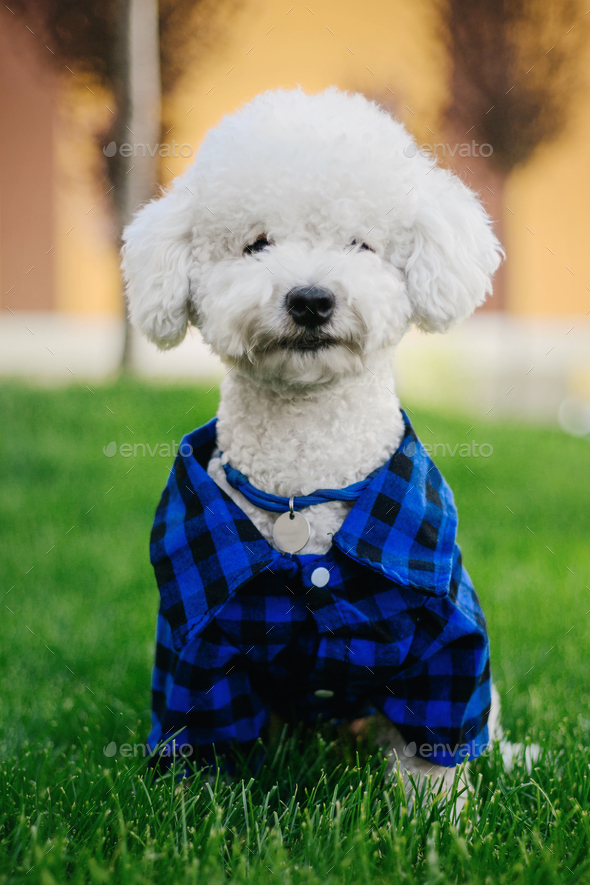 Bichon Frise: Adorable Close-Up Portrait of a Charming Dog with ...