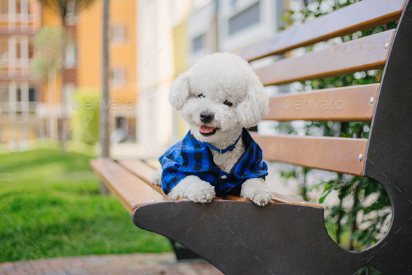 Bichon Frise: Adorable Close-Up Portrait of a Charming Dog with ...