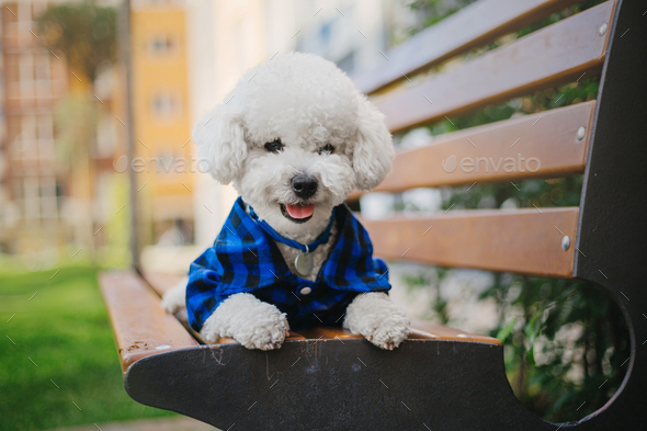 Bichon Frise: Adorable Close-Up Portrait of a Charming Dog with ...