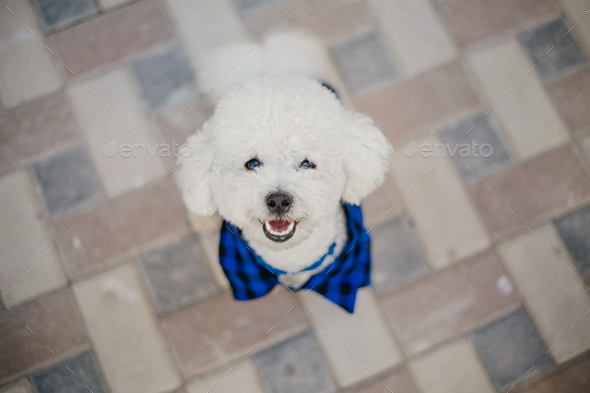 Bichon Frise: Adorable Close-Up Portrait of a Charming Dog with ...