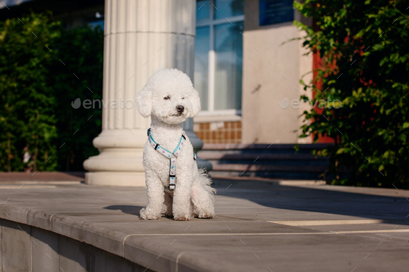 Bichon Frise: Adorable Close-Up Portrait of a Charming Dog with ...