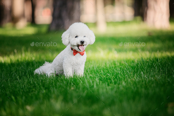 Bichon Frise: Adorable Close-Up Portrait of a Charming Dog with ...