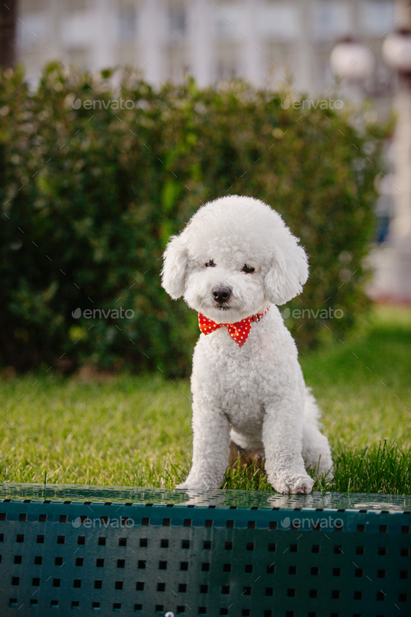 Bichon Frise: Adorable Close-Up Portrait of a Charming Dog with ...