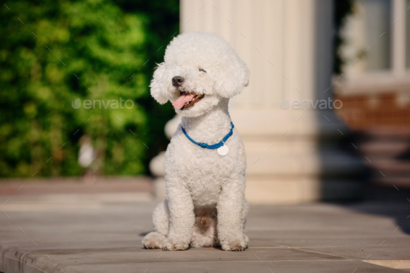 Bichon Frise: Adorable Close-Up Portrait of a Charming Dog with ...