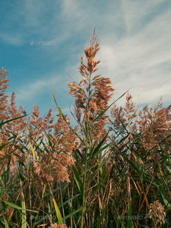 Fluffy golden reeds on turquoise blue sky background. Trendy red pampas ...