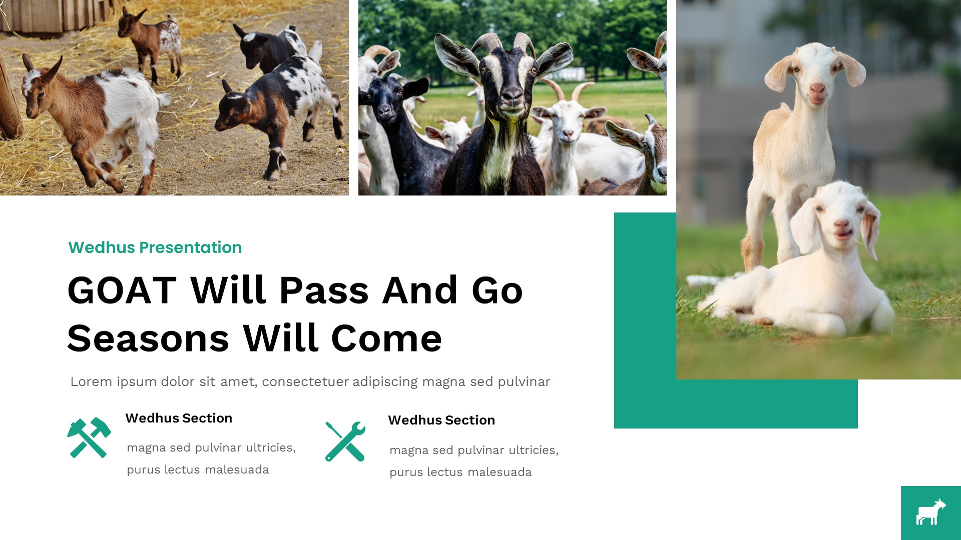 Wedhus - Goat Qurban Animal Google Slides Template, Presentation Templates