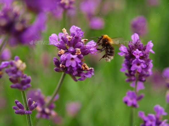 Lavender flowers (Lavandula) with Hummel Stock Photo by wirestock ...