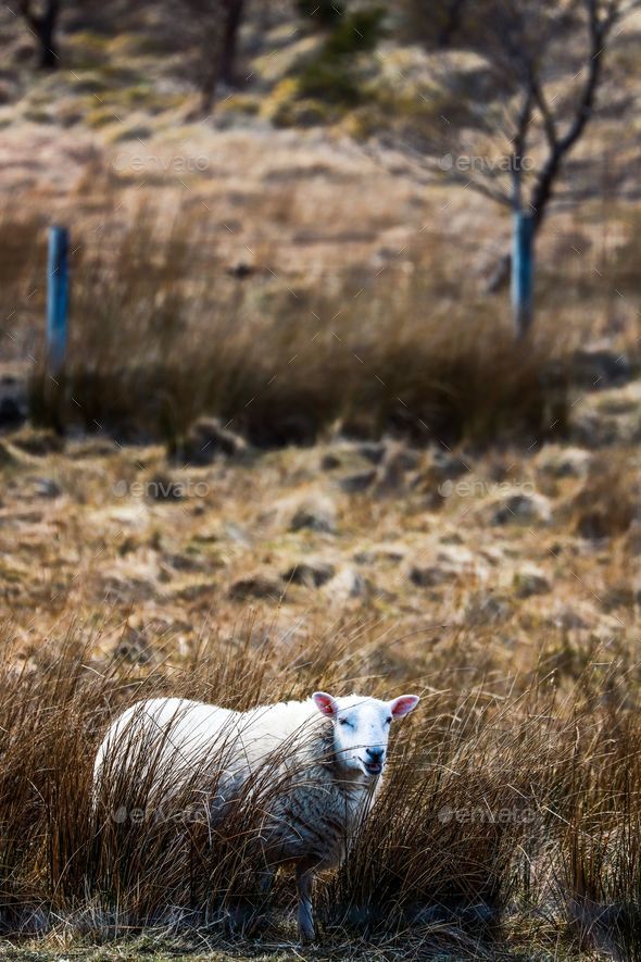 White Fluffy Sheep