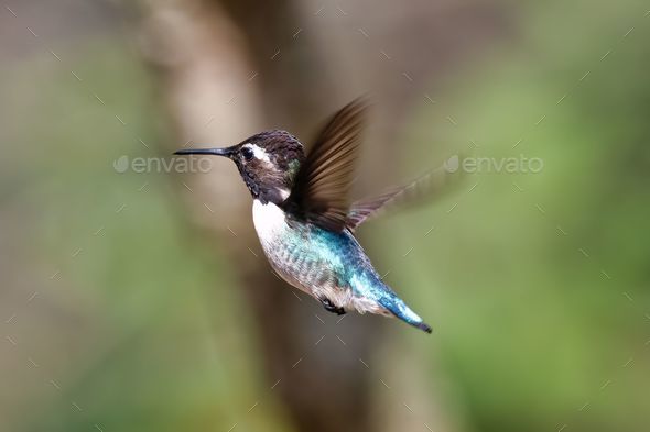 Beautiful small Bee hummingbird flying in the air on a blurred ...