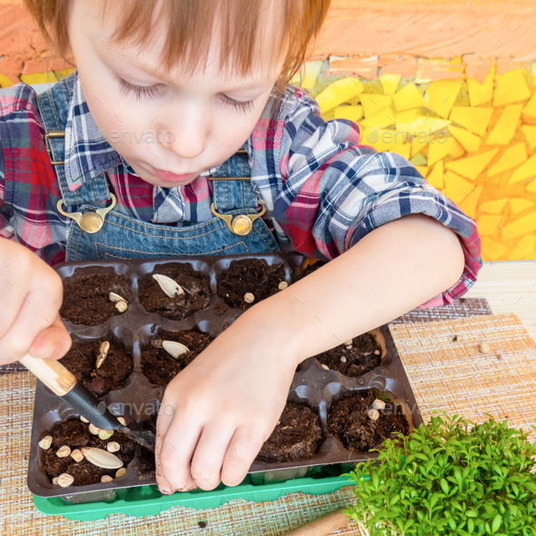 boy plants pumpkin and peas seeds in peat tablets in a mini greenhouse ...