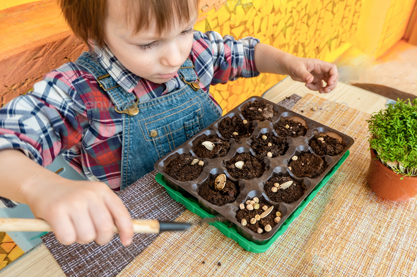 boy plants pumpkin and peas seeds in peat tablets in a mini greenhouse ...