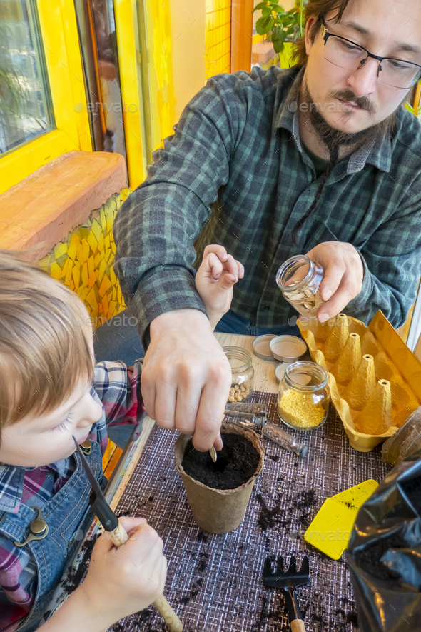 father helps his son plant seeds in a peat pot Stock Photo by kajasja