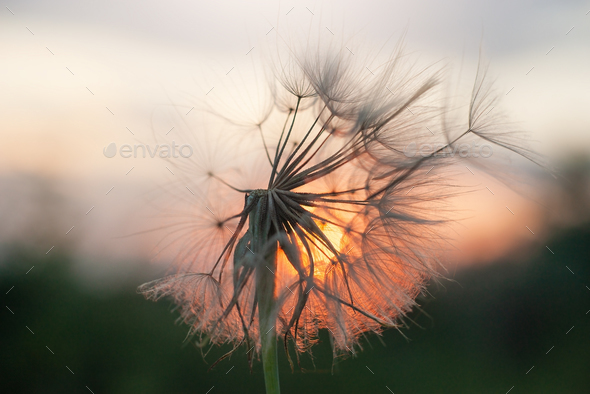 dandelion at sunset . Freedom to Wish. Dandelion silhouette fluffy flower on sunset sky Stock ...