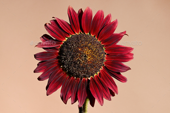 Beautiful dark red sunflower Stock Photo by annakhomulo | PhotoDune