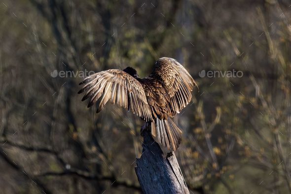 Majestic bird is perched atop a tall pole, its wings outstretched in a ...