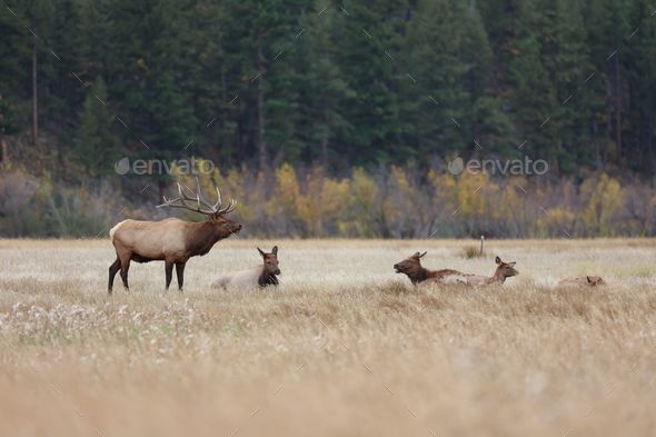 Majestic male elk is walking through a lush grassy valley surrounded by ...