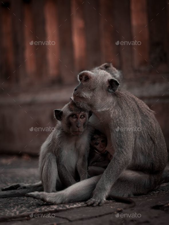 A family of cuddling monkeys along a temple railing Stock Photo by ...