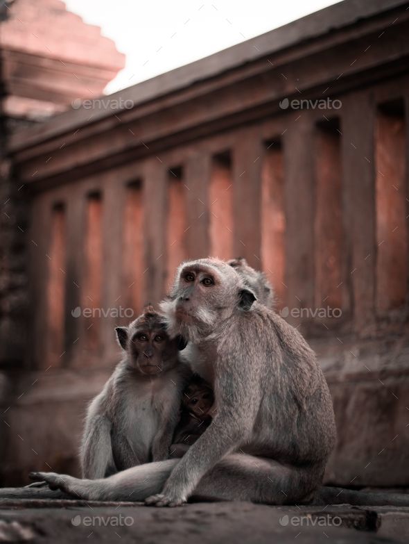 A family of cuddling monkeys along a temple railing Stock Photo by ...