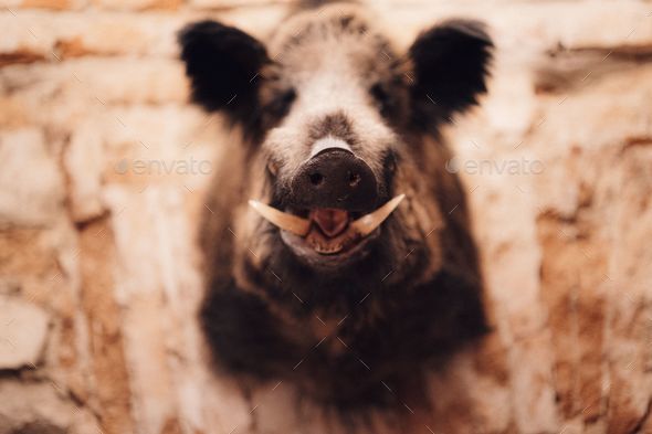 the wild boar has been displayed on a rock wall, and looks forward ...