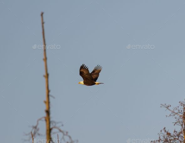 Low angle shot of a bald eagle flying under a blue sky and sunlight Stock Photo by wirestock