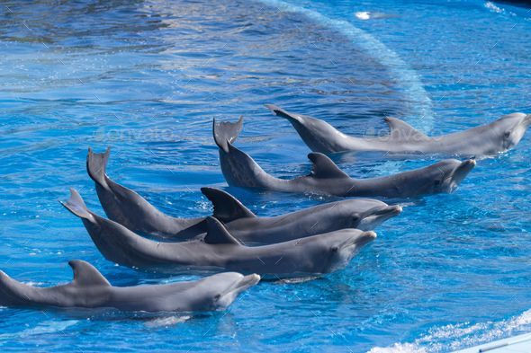 Dolphins swimming and performing tricks in a crystal clear blue pool of ...