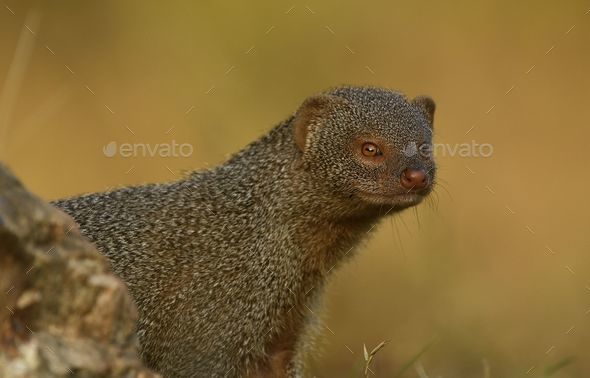 Mongoose in its natural habitat Stock Photo by wirestock | PhotoDune