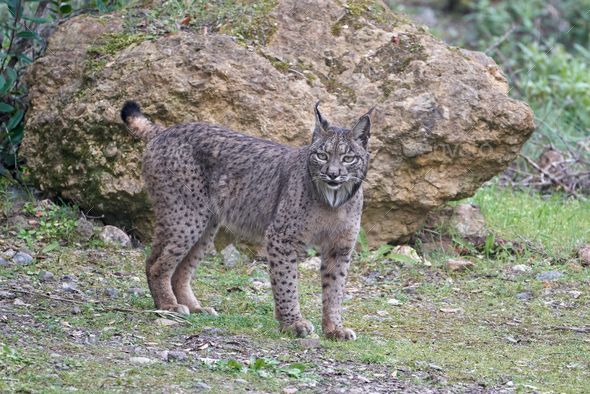 Iberian Lynx Food Web