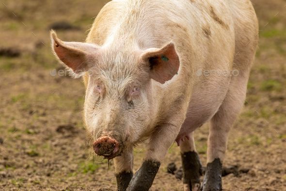 Female pig in its natural habitat Stock Photo by wirestock | PhotoDune