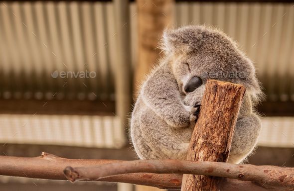 Adorable koala peacefully taking a nap in a tree, with its head resting ...