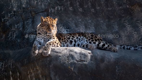 Leopard is resting atop a large rock. Stock Photo by wirestock | PhotoDune