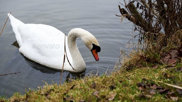 Peaceful White Swans