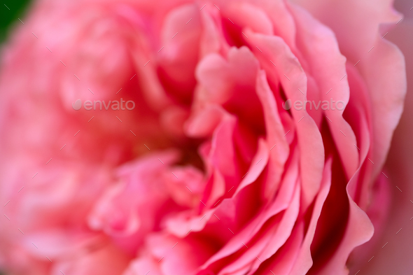 Rose flower petals defocused close up, macro soft focus background ...
