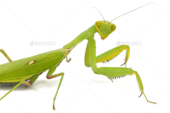 Mantis ordinary or mantis religious, isolated on white background Stock ...