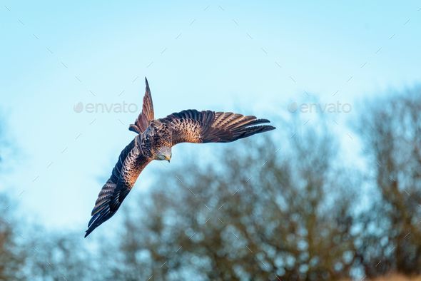 Majestic hawk soaring with its wings wide opened on background of the ...