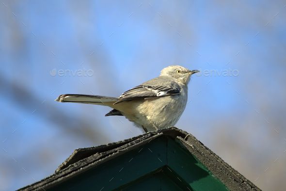 Northern Flicker perched on the roof of a barn with a blurred ...
