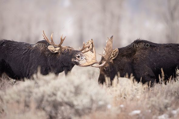 Group of moose engaging in a battle with their impressive antlers ...