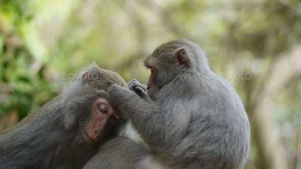 Primates grooming each other with one primate touching the head of the ...