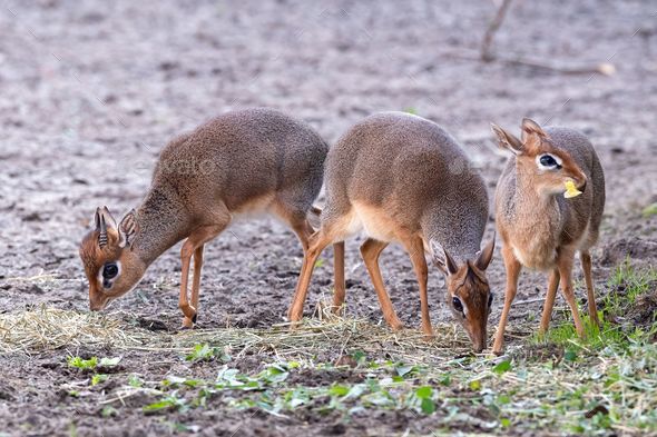 Closeup of three Kirk's dik-diks standing side by side in a grassy meadow, Stock Photo by wirestock