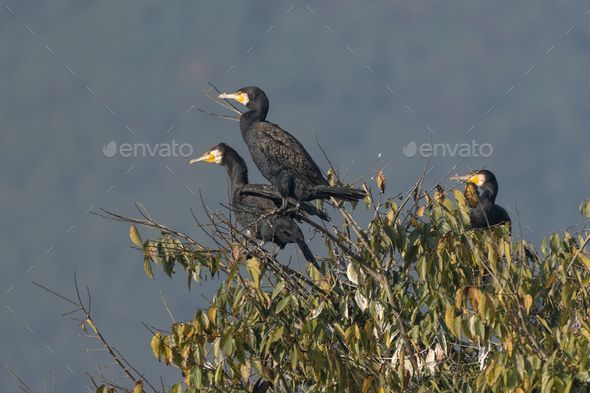 Cluster of birds perched atop a leafy green tree Stock Photo by wirestock
