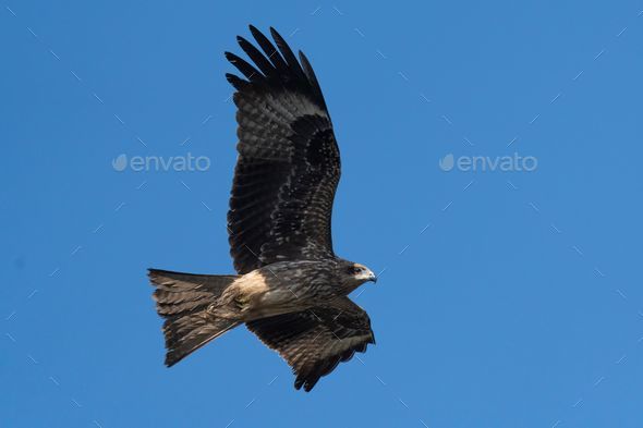 Majestic bald eagle soars through a bright blue sky with wings fully extended Stock Photo by ...
